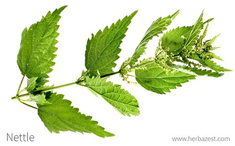Nettle Leaf Properties At Hunter Coningham Blog