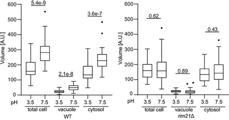 Vacuoles Are Enlarged By External Alkalization Via The Rim101 V Atpase Download Scientific