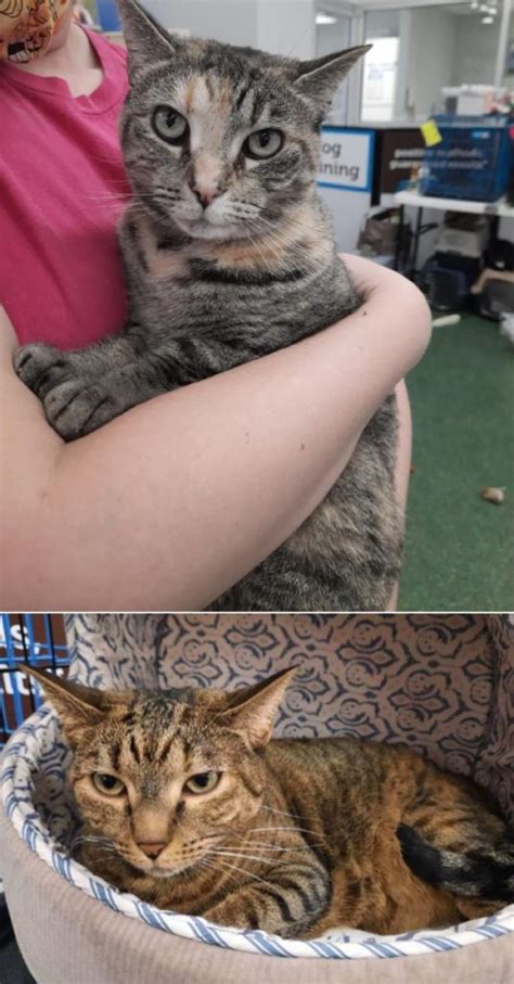 Kiki & Koko – Kitty Connection