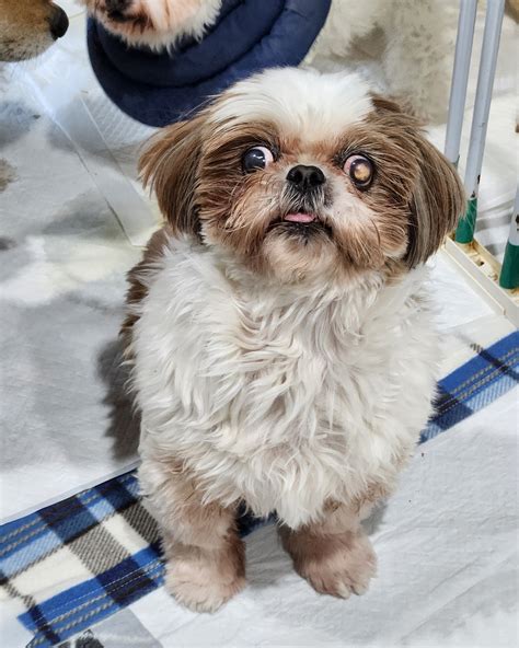 카라 더봄센터 환견사에는 고령이거나 기저 질환이 있어 지속적으로 약을 먹고 검진을 받아야 하는 등 세심한 돌봄과 관리가