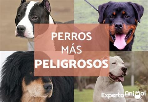 Cuáles son los perros más peligrosos del mundo Descubre una lista con las razas caninas