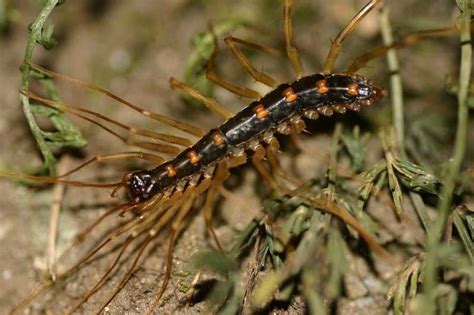 Order Scutigeromorpha Flickr