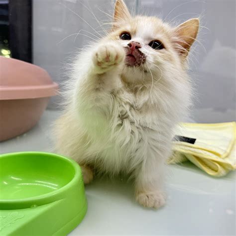 먼치킨 루이 포메라니안특징 푸들특징 토이푸들특징 골든리트리버특징 래브라도리트리버특징 닥스훈트특징 도베르만특징 말티치특징 말티폼