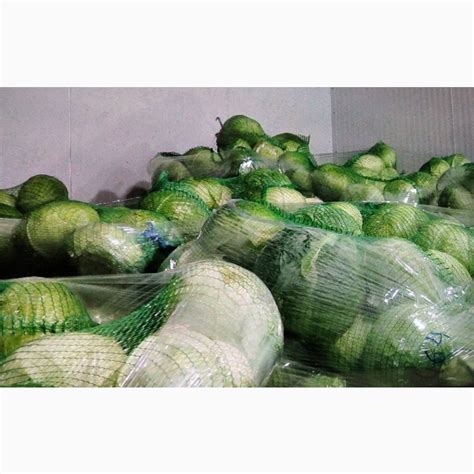 Продам капусту Агрессор 20 т купити капусту Агрессор 20 т — Agro Ukraine