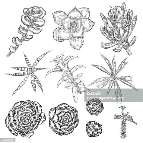 선인장 및 Succulents 설정합니다 섬유에 대 한 최신 유행 열 대 디자인입니다 다양 한 집합이 손으로 그려진된 선인장