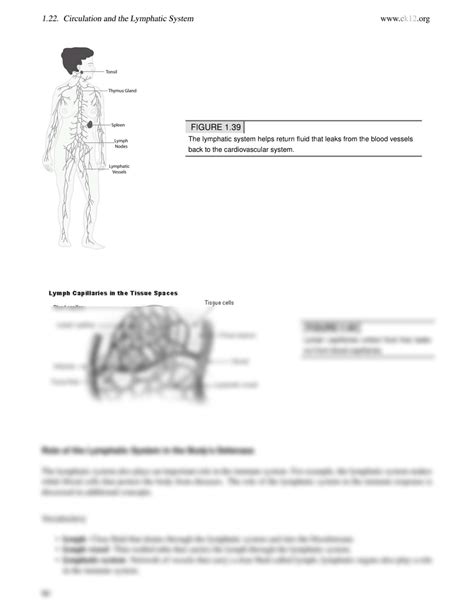 Solution Circulation And The Lymphatic System Notes Studypool