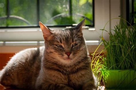 A Gray Striped Kitty Stock Image Image Of Squint Sketch 253081149