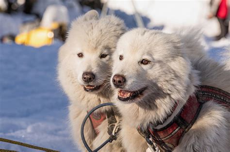 눈 덮인 광 야도로에서 실행 되는 직장 Samoyed 썰매 끄는 개에 Samoyed 썰매 개 팀 겨울 체코 시골에 허스키