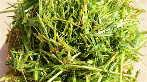 Grass Fibres Offer Alternative To Single Use Plastic Compacknews