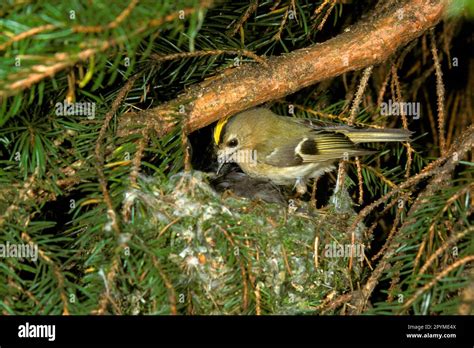 Goldcrest Regulus Regulus Winter Goldcrest Goldcrest Songbirds