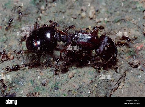 Marauder Ant Pheidologeton Diversus Kill Older Queen Ant In Nest And