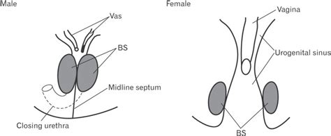 Perineal Raphe With Special Reference To Its Extension To The Anus A