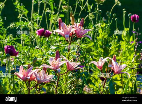 Pink Lilies Lilium Arbatax Lonlorum Asiatic Lily Formal Garden At The Eleanor Cabot