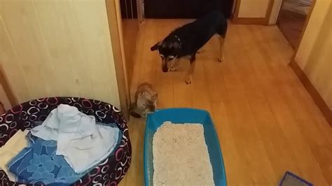 Mały I żbik 15 Lipca 2017 R Youtube