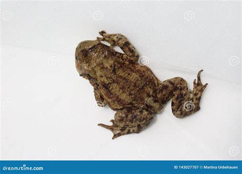 Common Toad On A White Background Stock Image Image Of Toads Wildlife 143027707