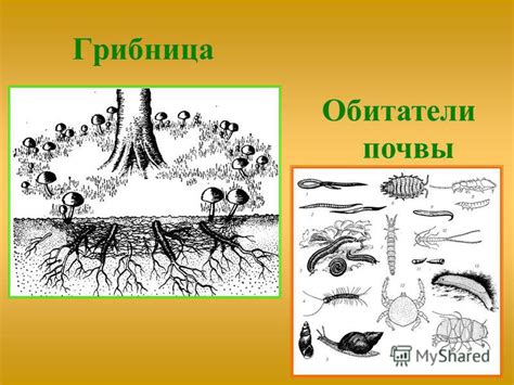 Презентация на тему Обитатели почвы Урок окружающего мира 3 класс