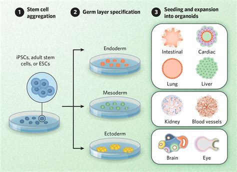 What Are Organoids And How Are They Made The Scientist