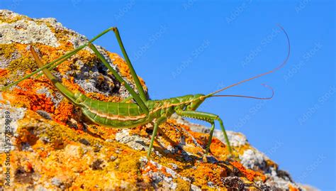 Predatory Bush Cricket Or The Spiked Magician Saga Pedo Orthoptera