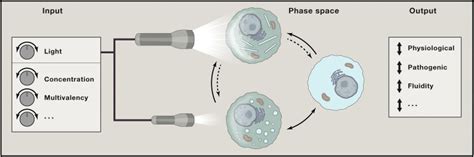 Shining A Light On Phase Separation In The Cell Cell