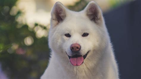 How Strong Is The Doberman Bite Force Psi And Statistics