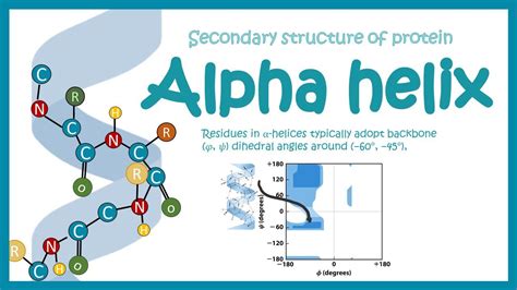 Diagram Of Alpha Helix Structure Helix Alpha Hydrogen Bondin