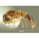Dorylinae Chinese Ant Database Chinese Antweb