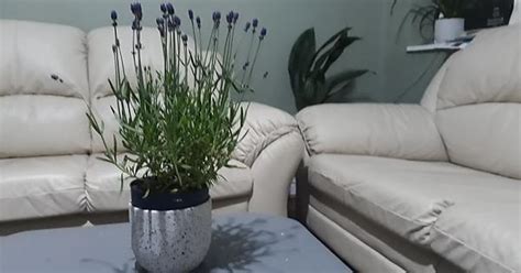 Lavender Album On Imgur