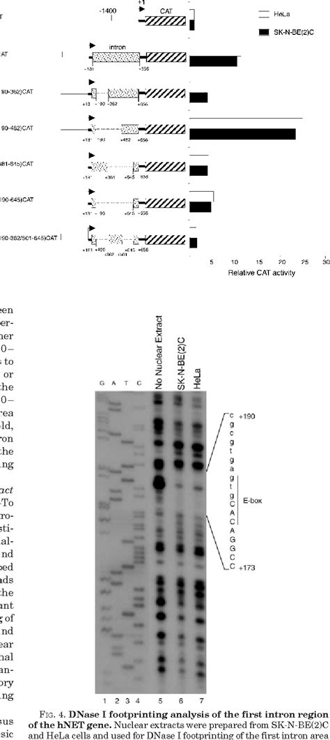Figure 4 From An E Box Motif Residing In The Exon Intron 1 Junction