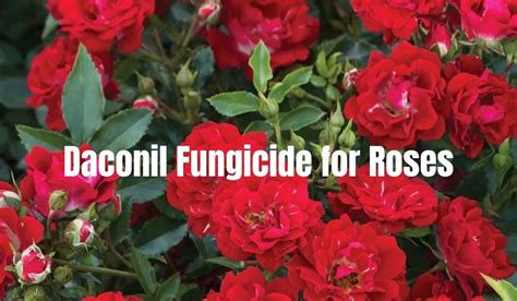Daconil Fungicide For Roses Keeping Your Garden Healthy And Beautiful