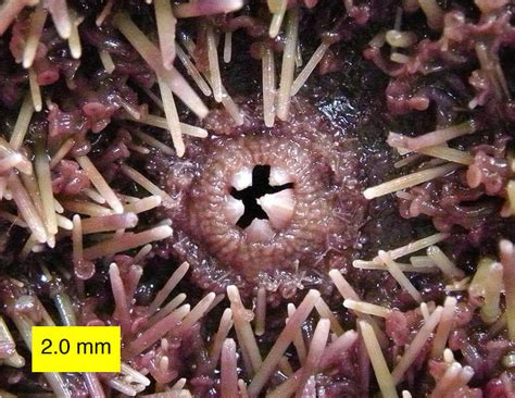 How Do Echinoderms Eat Biology Dictionary