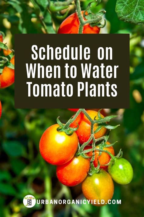 How Often Should You Watering Tomato Plants And Schedule Tomato
