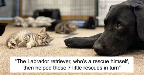 7 Motherless Kittens Found A Surrogate Dad In This Rescue Labrador