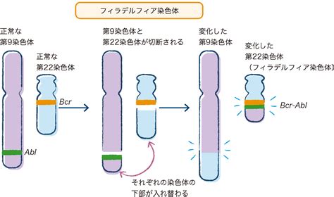 慢性 骨髄 性 白血病 検査