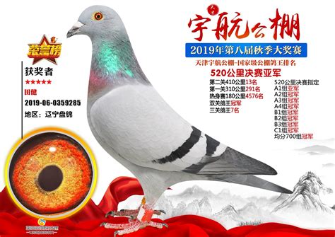 图集12019中国公棚鸽王前三汇总欣赏值得收藏