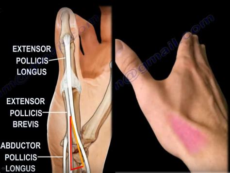Basics Of Anatomy Elbow And Wrist Joints Moushu S Pilates