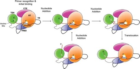 Schematic Diagram Of The Telomerase Reaction Cycle This Figure Download Scientific Diagram