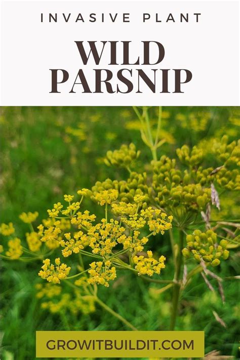 Wild Parsnip Invasive Plant Wild Parsnip Invasive Plants Parsnips Wild Parsnip Invasive Plant Wild Parsnip Invasive Plants Parsnips