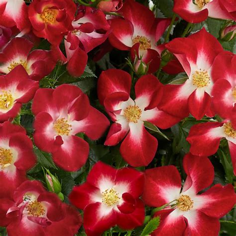 Роза мініатюрна Everglow Ruby Rosa Everglow Ruby Geus1713pbr Розсадник декоративних