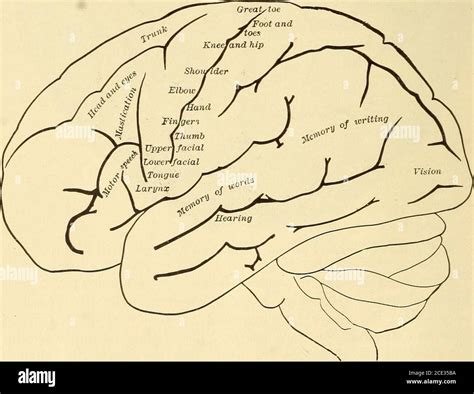 Right Parietal Convexity