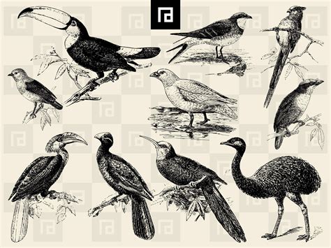 Hand Drawn Birds Svg Png Bundle 3 Digital Avian Vector Graphics