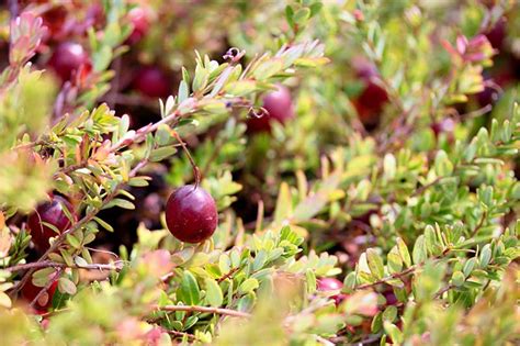 How To Grow Cranberries Gardeners Path