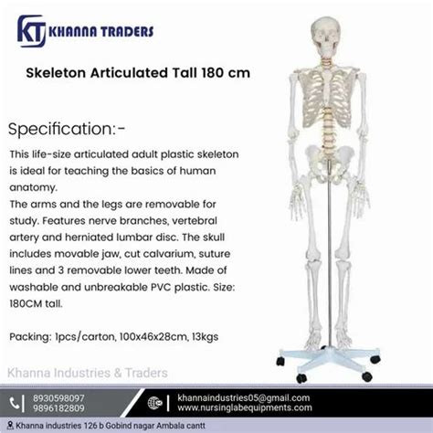 Pvc Artsy Articulated Human Skeleton Model India At ₹ 20500 In Ambala