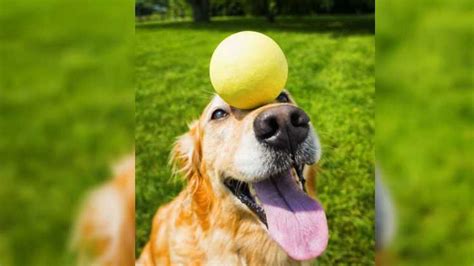 Pros Y Contras De Llevar A Tu Perro Al Parque