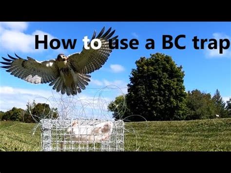 How To Use A Bal Chatri Trap For Falconry Bc Trap To Trap A Red