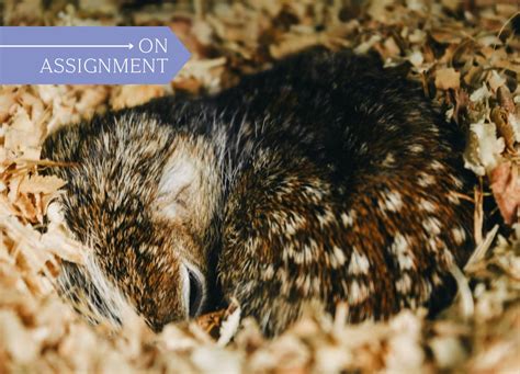August Assignment Thread Creaturedom Due Today