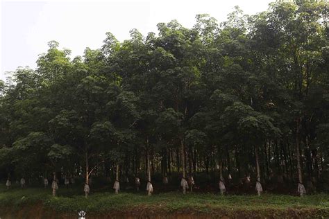 රබර් නව නැවත වගාව