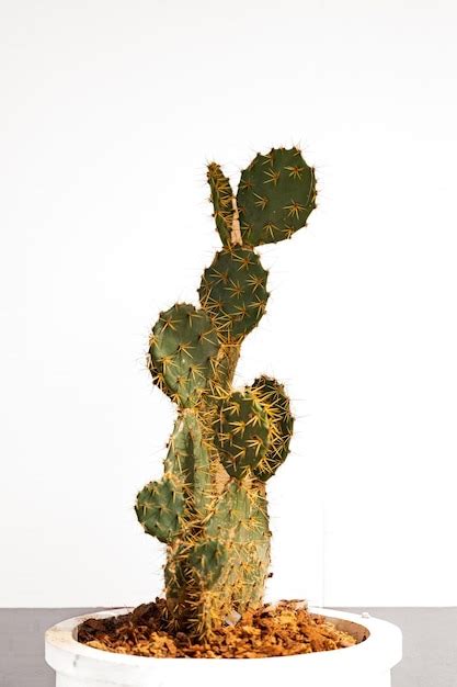Premium Photo Cactus Tree In With Clean Background