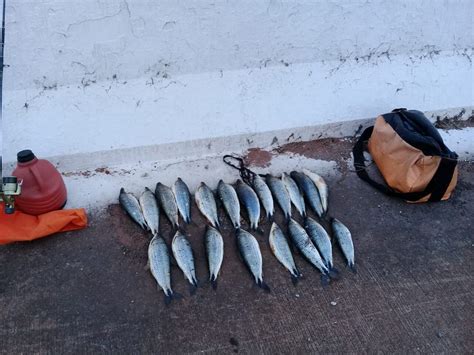 PMA Prende Dois Por Pesca Irregular E Apreende Redes E 10 Kg De Peixes