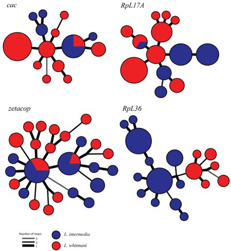 Haplotype Networks Of Nr Blocks Of Four Selected Loci Minimum Spanning