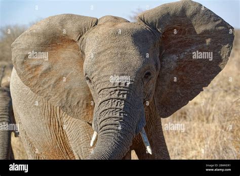 A Young Aggressive Female Elephant Displaying Warning Signals And About